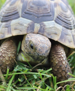 Meet The Animals - RIZZO’S WILDLIFE WORLD